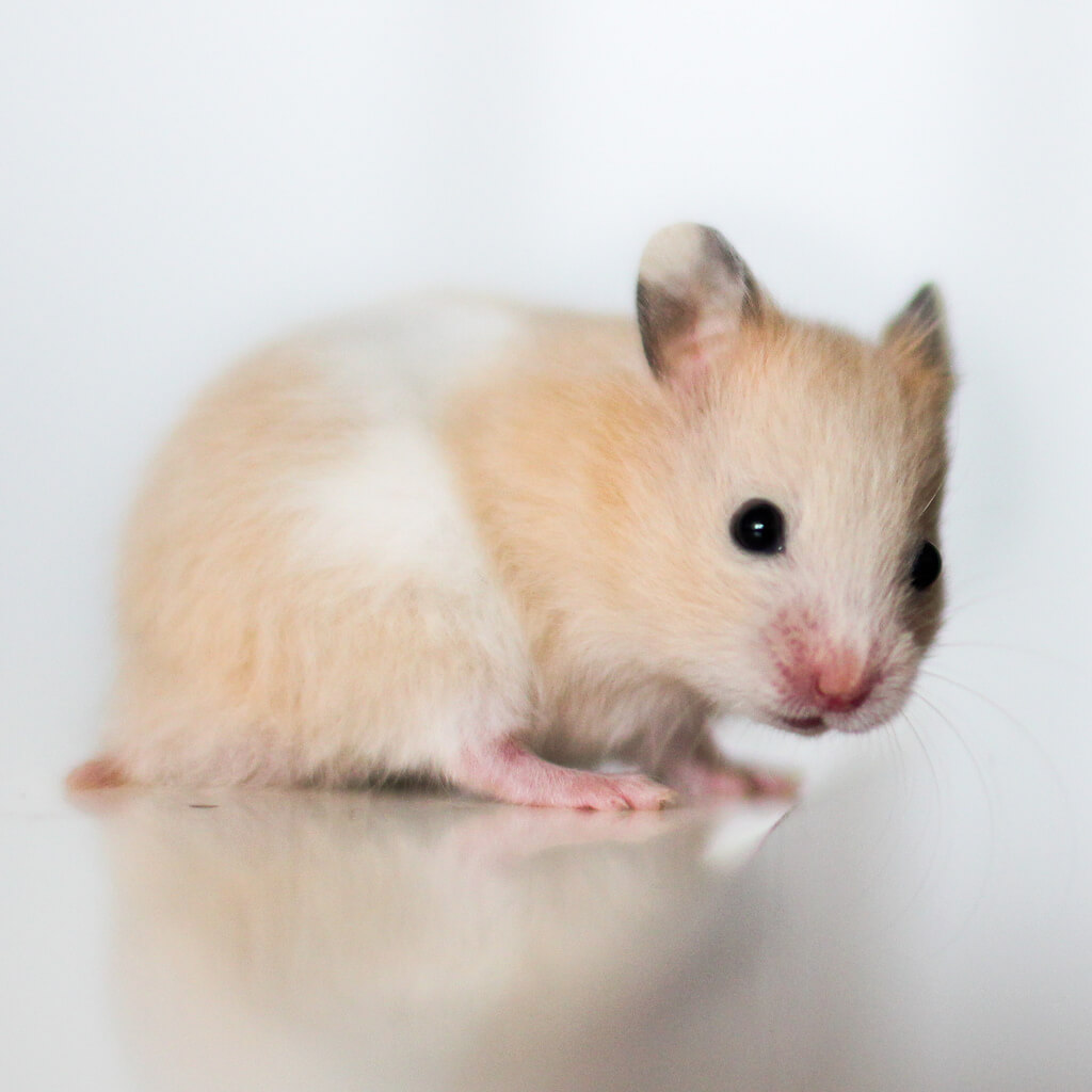 Hamster Blanc Aux Yeux Rouges