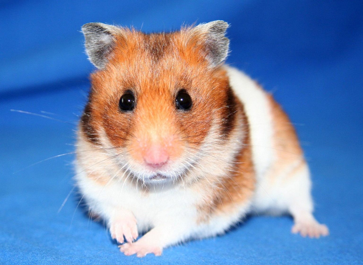 Hamster doré – Wikipedia | Mon hamster