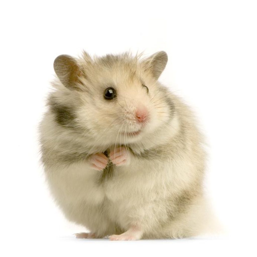 Guide du hamster: posture, soins et nutrition | Mon hamster Guide du hamster: posture, soins et nutrition | Mon hamster